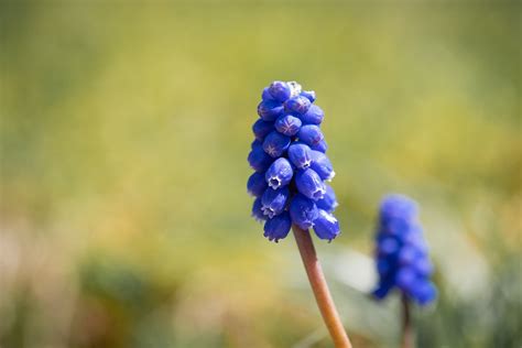 꽃 포도 히아신스 파란색 봄 Pixabay의 무료 사진