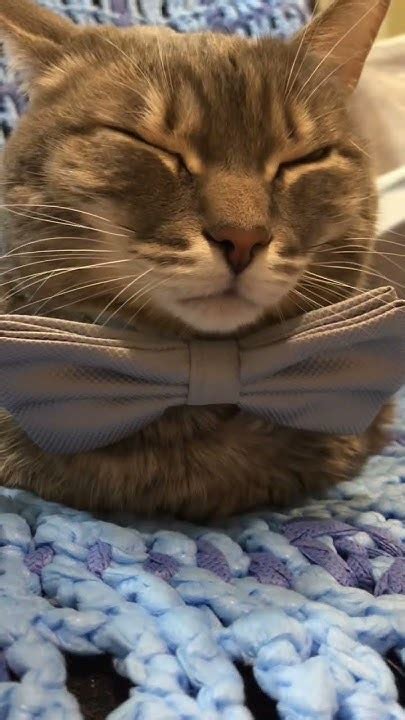 🐾 Не нужно дожидаться пока котейка заболеет чтобы подумать о ее питании… Youtube