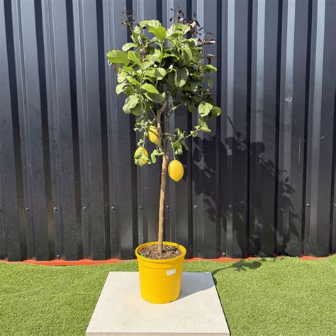 Citronnier Citrus Limon Hauteur 140 Cm