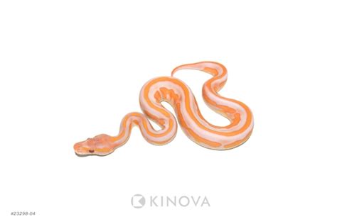 Starburst Enchi Leopard Blackhead Lavender Ball Python By Kinova