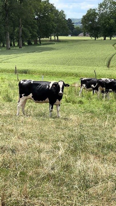 Коровы чёрно пёстрая порода крупного рогатого скота молочного направления Youtube