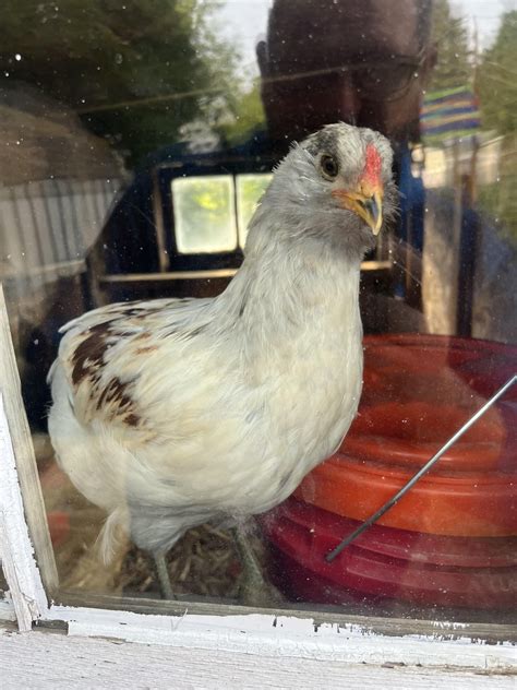 Easter Egger Sex Rbackyardchickens