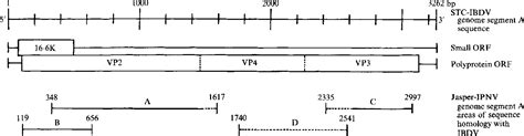 Figure 3 From Nucleotide Sequence Analysis Of Genome Segment A Of Infectious Bursal Disease