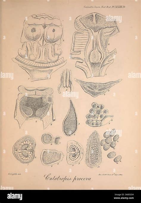 Icones Plantarum Asiaticarum Calcutta Bishops College Press 1847 54 Asia Botany A