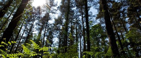 Mortimer Forest Forestry England