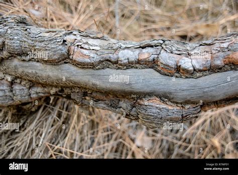 Bark Removal Hi Res Stock Photography And Images Alamy