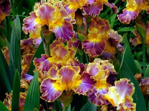 Iris