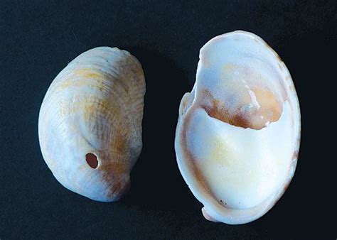 Common Slipper Shell Alchetron The Free Social Encyclopedia
