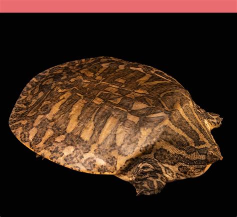 Natures Weirdest Creatures Bbc Science Focus Magazine January