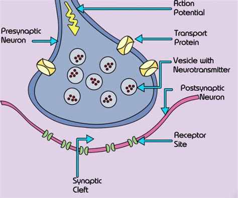 Synaptic Transmission Flashcards Quizlet