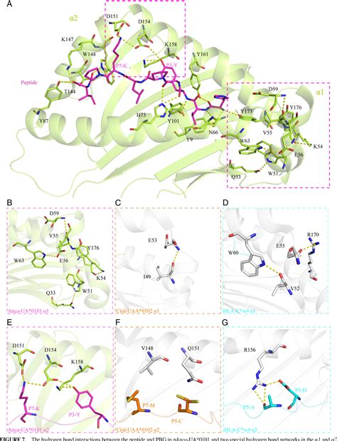 Figure 7 From The Crystal Structure Of The Mhc Class I Mhc I Molecule In The Green Anole