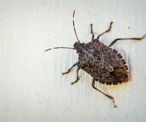 Stink Bug Control In Newtown Square Pa