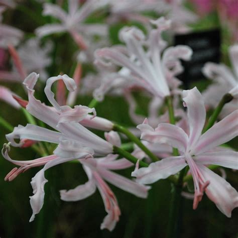Nerine bowdenii 'Nikita' - Rose Cottage Plants