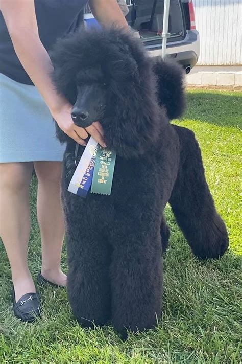 Theory Standard Poodles What An Unbelievable Day At The Back To Back