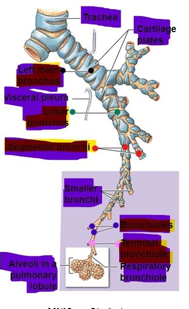 Lower Respitory System Diagram Quizlet