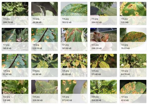 Plant Leaf Disease Detection Using Deep Learning A Multi Dataset Approach