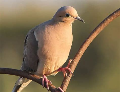 25 Types Of Doves Species Facts And Photos