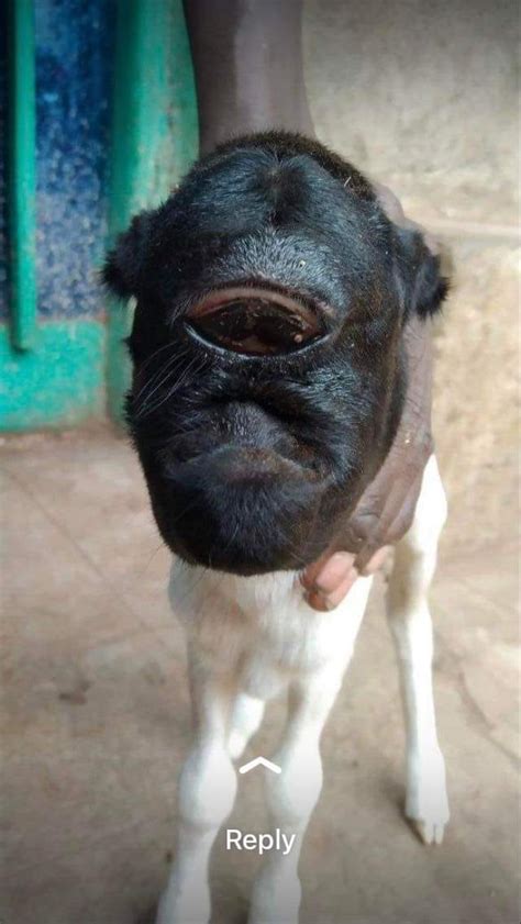 Cyclopia In Animals