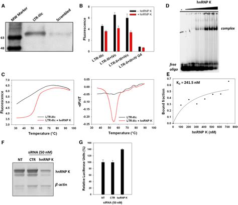 Hnrnp K Ltr I Motifs Binding Interaction A Western Blot Analysis Download Scientific