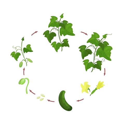 Ciclo De Vida De La Planta De Pepino Etapas De Crecimiento Desde