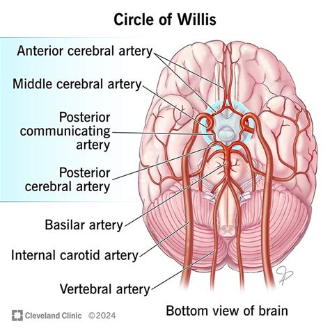 Circle Of Willis What It Is Anatomy Function And Location