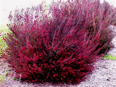 Serenas Secret Gardens Leptospermum Spp