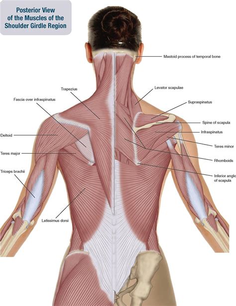 Posterior View Of Muscles Diagram Quizlet The Best Porn Website