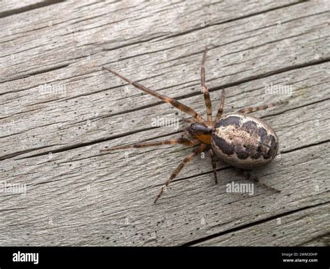 Mature Female Missing Sector Orb Weaver Spider Zygiella X Notata
