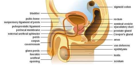 Portalhuman Sexualityrandom Picture8 Wikipedia