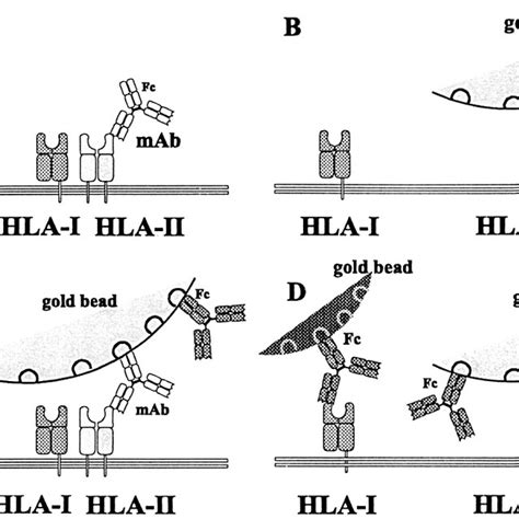 Schematic View Of The Steps Of Sequential Labeling Of The Cell Surface