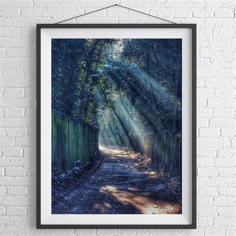 Trees In Sunlight Photo Christmas Gift Woodla Folksy
