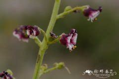 野生花卉 第23页 花卉图片网