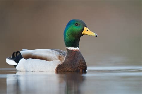 Mallard Wildlife Illinois