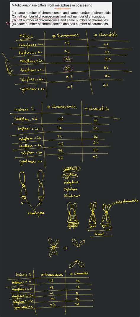 Mitotic Anaphase Differs From Metaphase In Possessing Filo