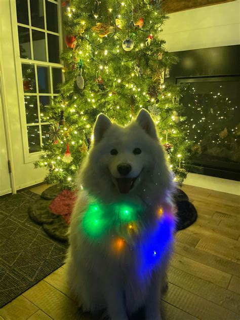 Sammy Christmas Season Featuring Sasha Rsamoyeds