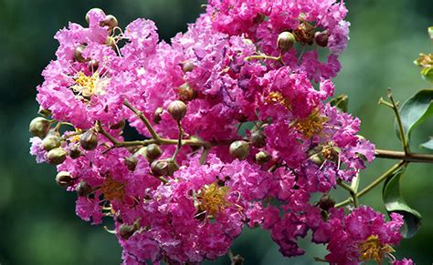 The Tree Care Guide Trees With Non Invasive Roots