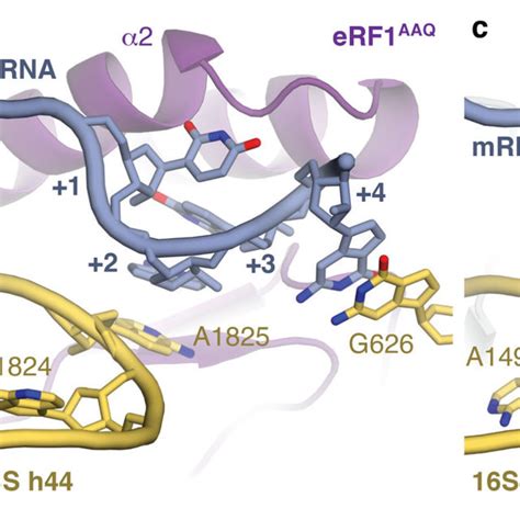 Molecular Basis Of Stop Codon Recognition By Erf1 A Comparison Of Download Scientific Diagram