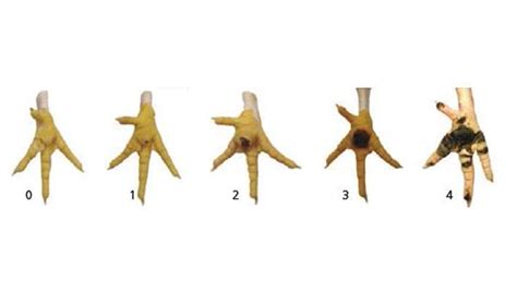 Pododermatitis En Aves De Corral De Todo Un Poco