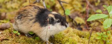 2025年优化算法：人工旅鼠算法artificial Lemming Algorithm，ala Csdn博客