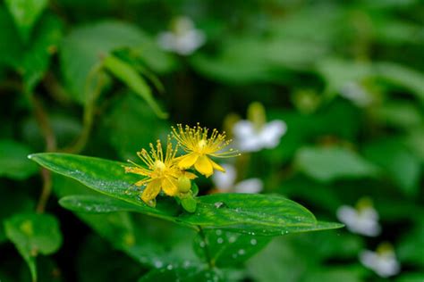 弟切草の画像 202 件の Stock 写真ベクターおよびビデオ Adobe Stock