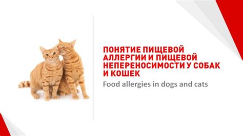 Пищевая аллергия/пищевая непереносимость у собак и кошек. Как ...