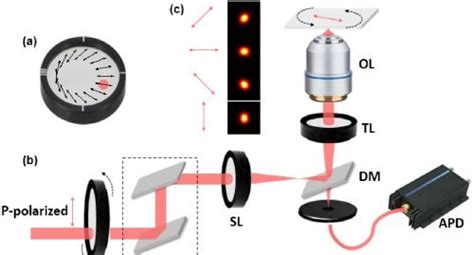 3d Point Scanning Super Resolution Microscopy Via Polarization Modulation