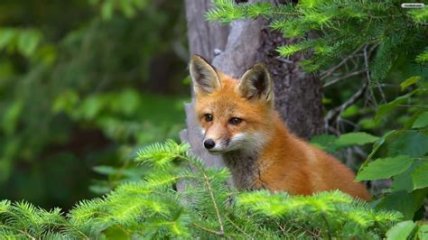 Fox Wallpaper 77 Images
