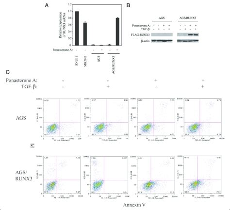 Restored Runx3 Induces Apoptosis In The Ags Gastric Cancer Cell Line