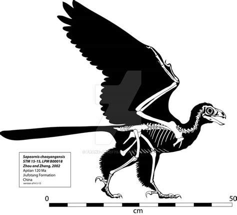 Archaeopteryx • Dinosaurs Pictures And Facts
