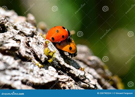 Ladybug Beetles Having Sex On A Log 09 Stock Photo Image Of Natural Brown 230790324