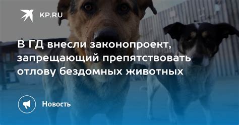 В ГД внесли законопроект запрещающий препятствовать отлову бездомных животных Kp Ru
