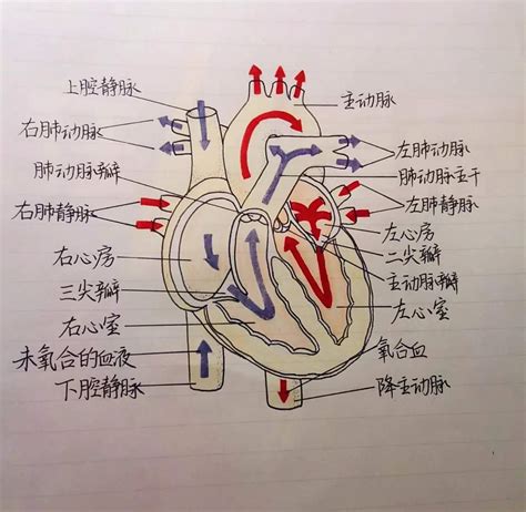 心脏解剖与生理知识全解析