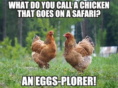 Funny Chicken Memes Images At Jade Evans Blog