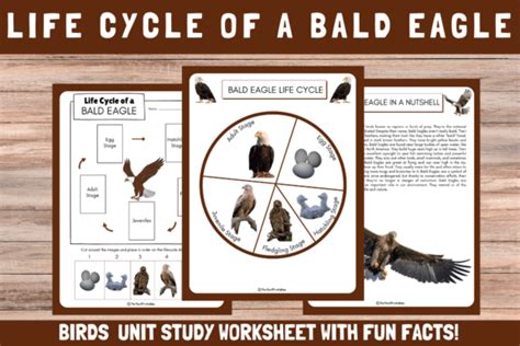 1 Bald Eagle Life Cycle Designs And Graphics